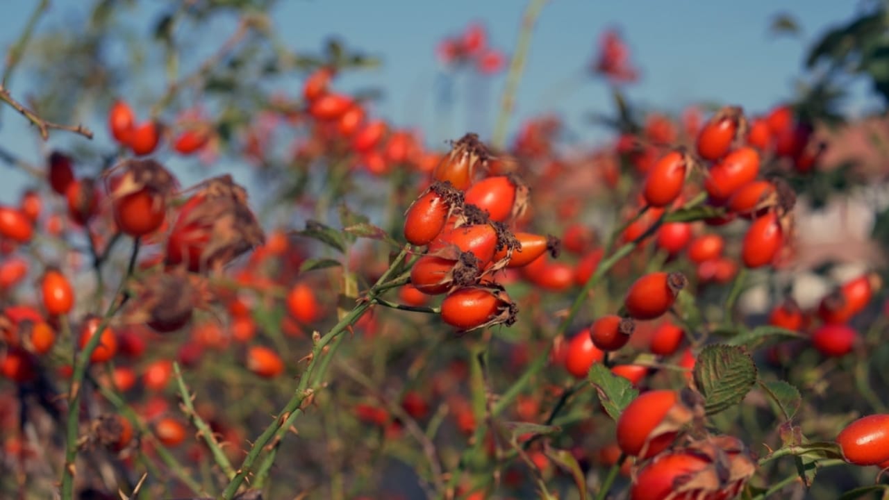 Rose Hips: A Natural Remedy & Delicious Ingredient