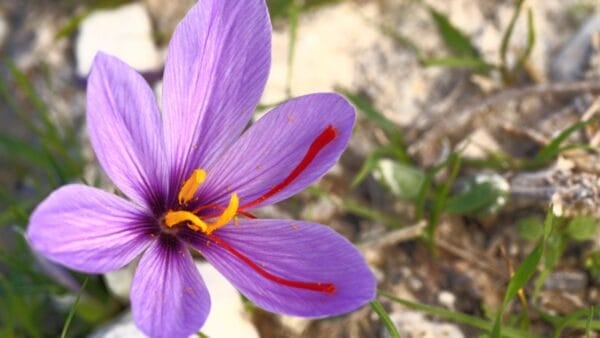 Say Goodbye to Brain Fog with These 13 Herbs