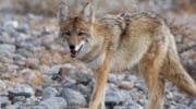 Explore the Pack: 19 Coyote Types to Know