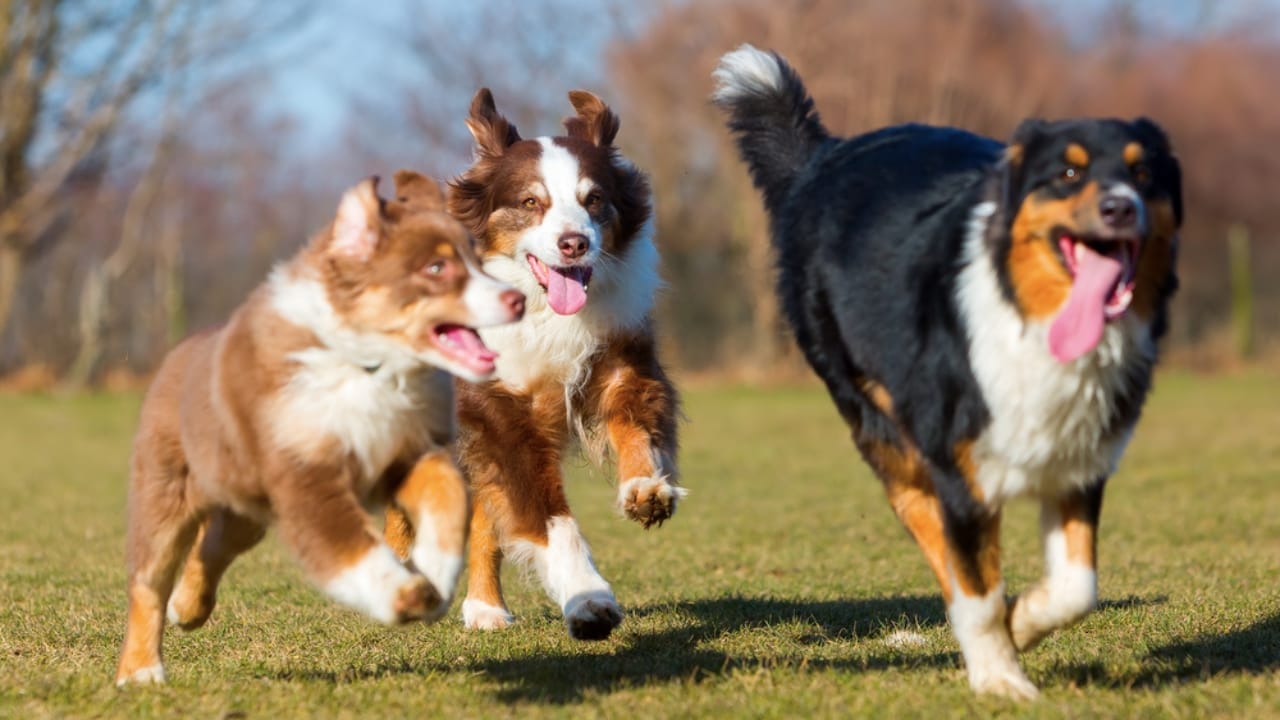 25 Sayings About Old Dogs That’ll Warm Your Heart