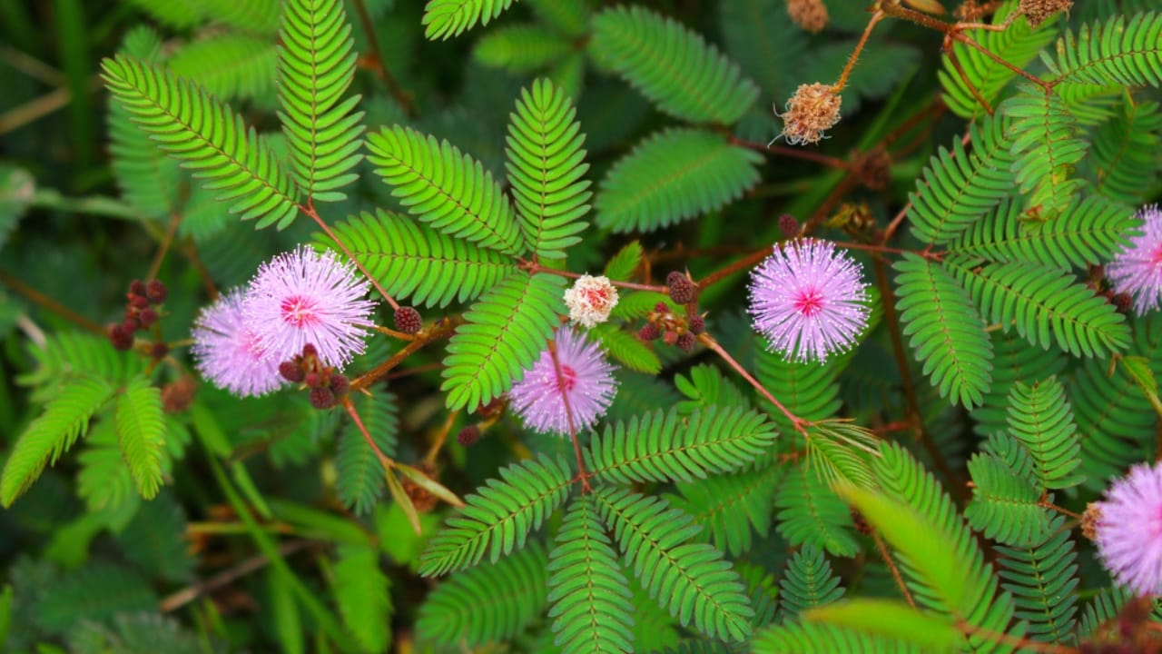 17 Unusual Houseplants That Add Charm & Character to Any Room