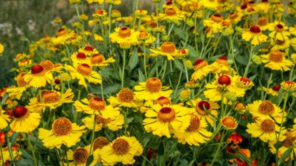 15 Perennials to Plant This Fall for a Vibrant Spring Garden