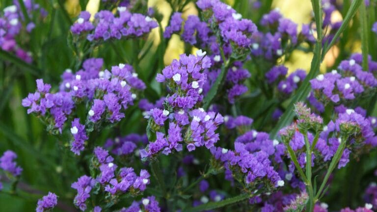 15 of the Best Cut & Come Again Flowers for Continuous Blooms