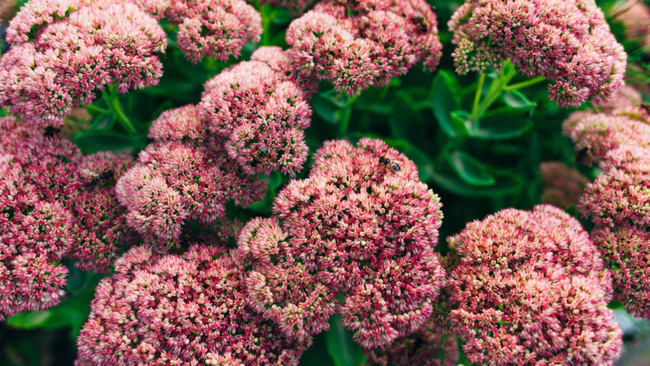 15 Best Filler Plants for a Fuller, Healthier Garden
