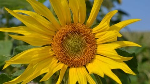 You'll See Sunflowers Differently After Learning These 10 Facts