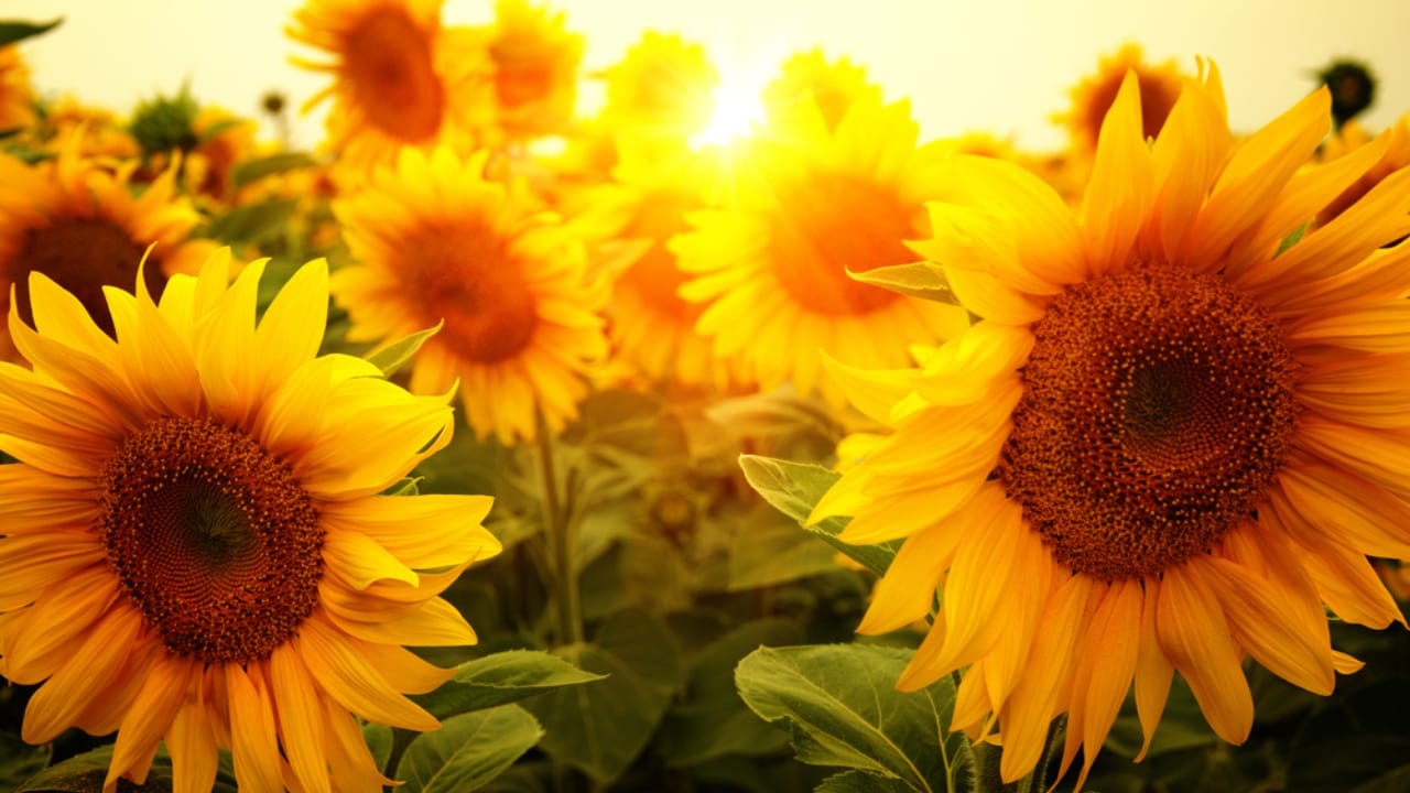 July Isn't Too Late: 15 Stunning Flowers You Can Plant Mid-Summer