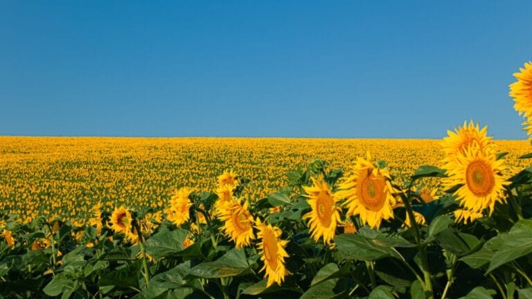 You'll See Sunflowers Differently After Learning These 10 Facts