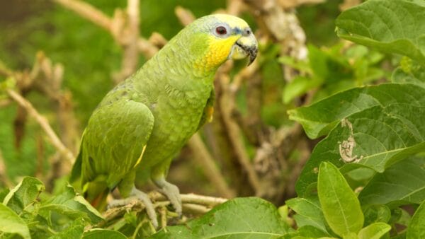 Nature's Golden Crown: 15 Yellow-Headed Birds That Atrract Birdwatchers