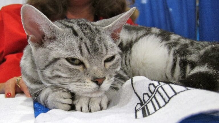 10 Stunning Gray Cat Breeds That Make Perfect Pets
