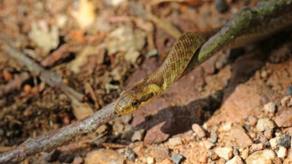 8 Snake Species So Rare, You May Never See Them