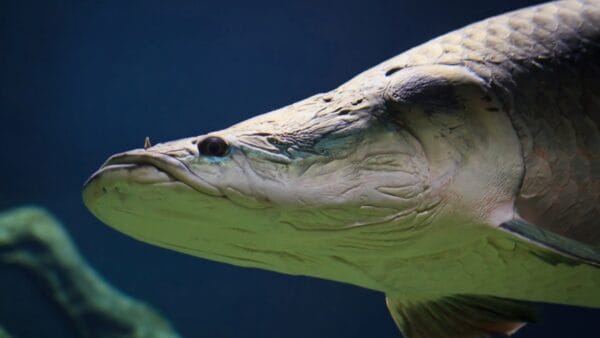 10-Foot Amazon 'River Monster' Found in Florida Waters: Experts Warn of ...