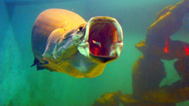 10-Foot Amazon 'River Monster' Found in Florida Waters: Experts Warn of ...