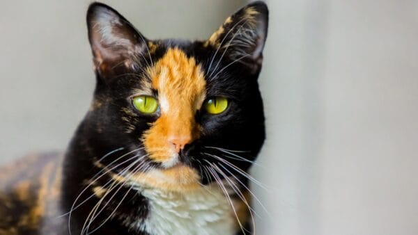 Male Calico Cats are Extremely Rare: 13 Facts Few People Know