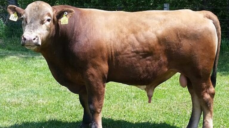10 Fascinating Real Hybrid Animals You've Probably Never Heard Of