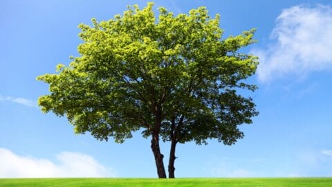 Tapping into Nature's Sweetness: 23 Trees That Produce Unique Syrups