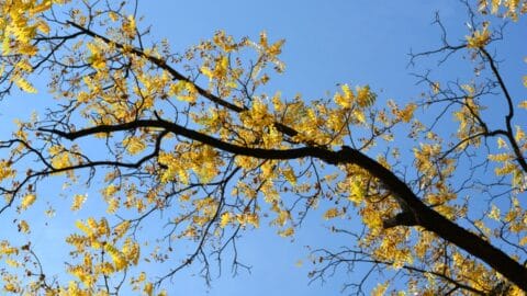 Tapping into Nature's Sweetness: 23 Trees That Produce Unique Syrups