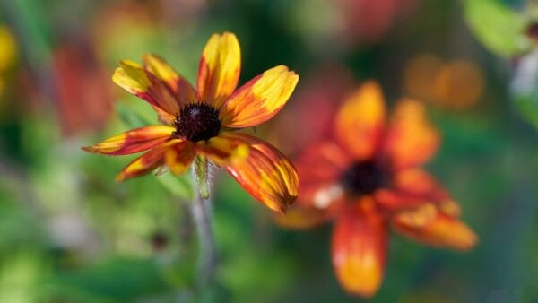 7 Rudbeckia Varieties to Put Some Fun & Sun in Your Garden