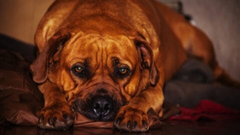 10 Facts About the Boerboel: The World's Most Fearsome Guard Dog