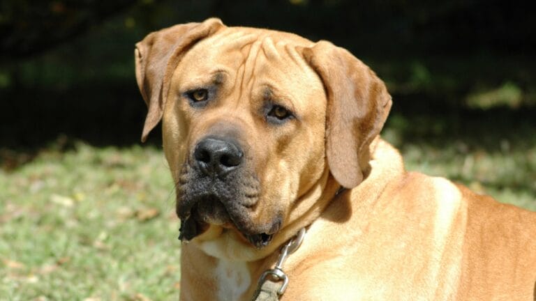 15 Tough Dog Breeds That Prove They Can Handle Anything