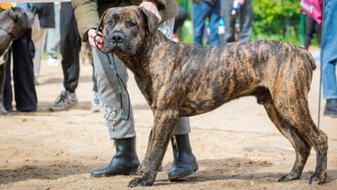 10 Facts About the Boerboel: The World's Most Fearsome Guard Dog