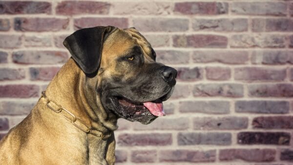 10 Facts About the Boerboel: The World's Most Fearsome Guard Dog
