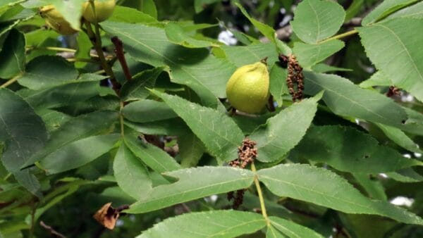 Tapping into Nature's Sweetness: 23 Trees That Produce Unique Syrups