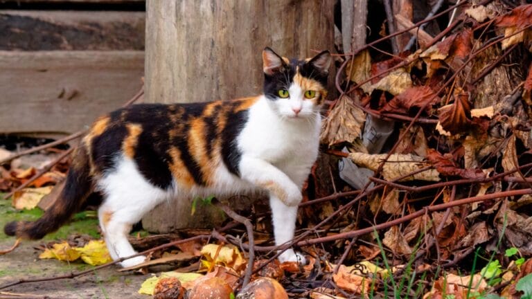 Male Calico Cats are Extremely Rare: 13 Facts Few People Know