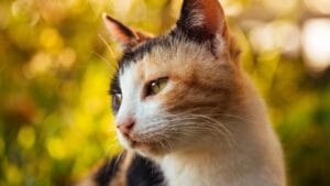 Male Calico Cats are Extremely Rare: 13 Facts Few People Know