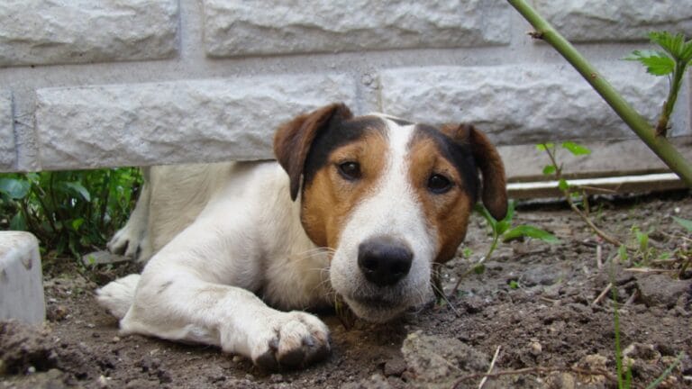 15 Easy Beginner Dog Tricks That Will Make Your Furry Friend a Superstar