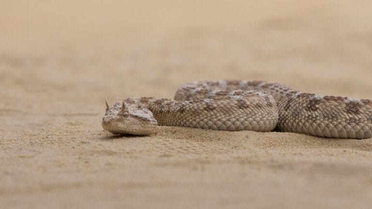 10 Weird Snakes That Make You Question What’s Possible in Nature