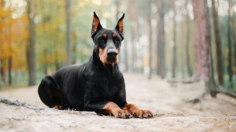 15 Tough Dog Breeds That Prove They Can Handle Anything