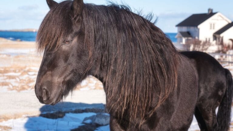 These Draft Horse Breeds Take Hard Work to the Next Level