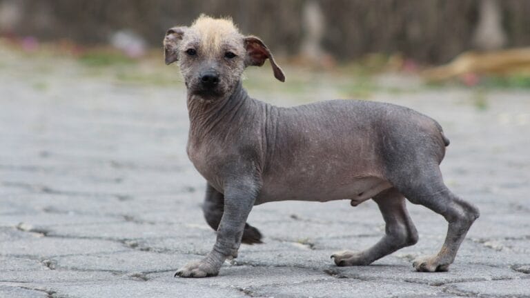 Bald is the New Beautiful: 8 Exotic Hairless Dog Breeds