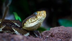 Ranking the 14 Most Dangerous Snakes in the World