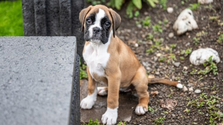 12 Golden Retriever Mix Breeds Taking the Pet World by Storm