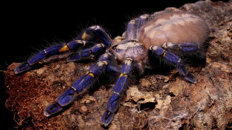 13 States Across America Where Tarantulas Might Surprise You