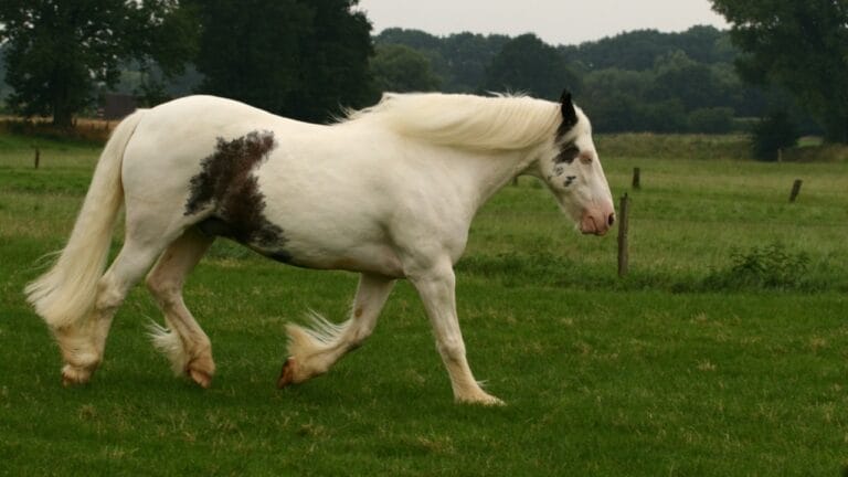 25 Perfect Horse Breeds for Kids Starting Out