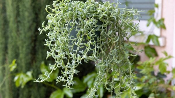 11 Low-maintenance String of Plant Varieties to Jazz Up Your Home Decor