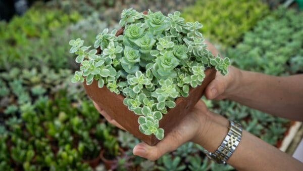 11 Low-maintenance String of Plant Varieties to Jazz Up Your Home Decor