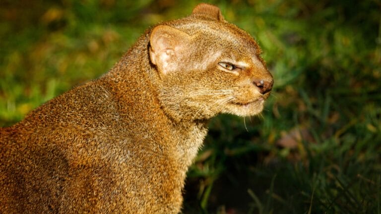 10 Facts About the Jaguarundi, the Wildcat Flying Under the Radar