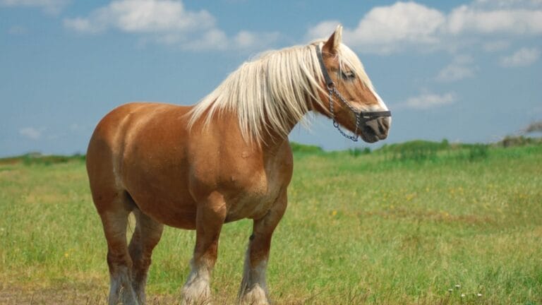 The 15 Strongest Horse Breeds & Their Remarkable Abilities