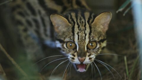 15 Wild Cats That Have Perfected the Art of the Hunt