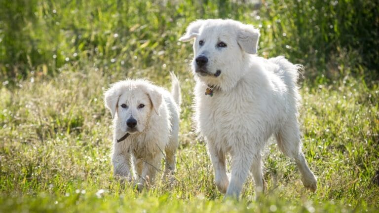 15 Dogs That Look Strikingly Similar to German Shepherds