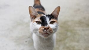 Male Calico Cats are Extremely Rare: 13 Facts Few People Know