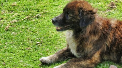 25 Dog Breeds for Those Who Love the Weird & Wonderful