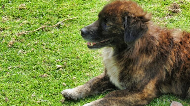 25 Dog Breeds for Those Who Love the Weird & Wonderful