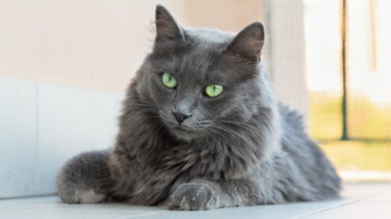 15 Fluffiest Cat Breeds That Will Smother You with Cuddles