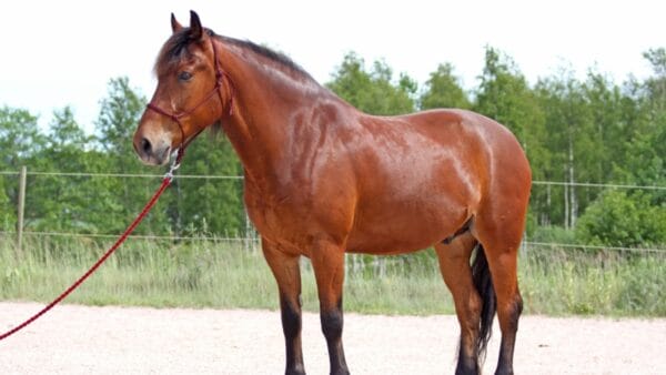 These Draft Horse Breeds Take Hard Work to the Next Level