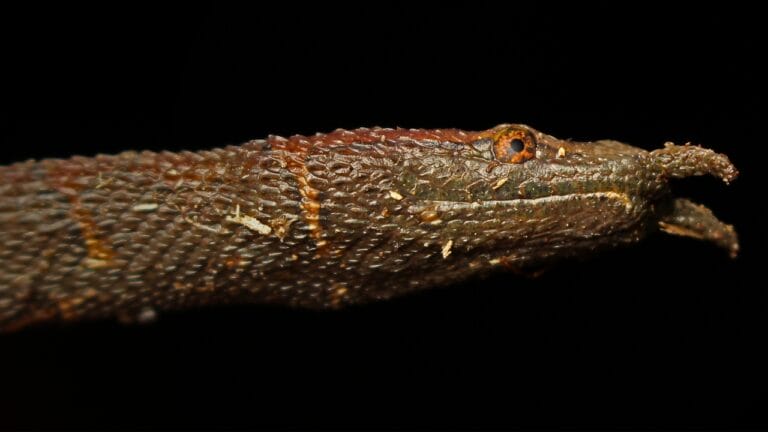 10 Weird Snakes That Make You Question What’s Possible in Nature
