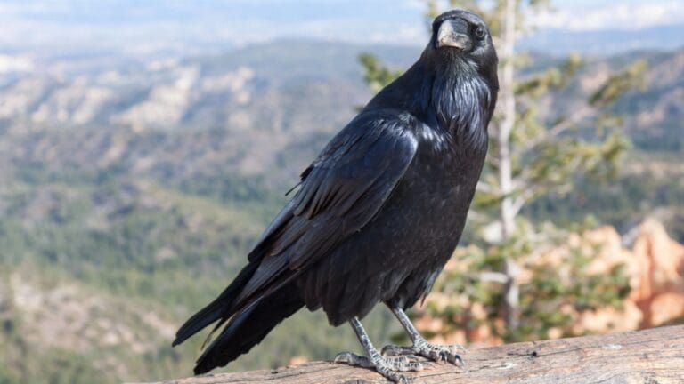15 Black Bird Species That Prove Beauty Isn’t Limited to Color